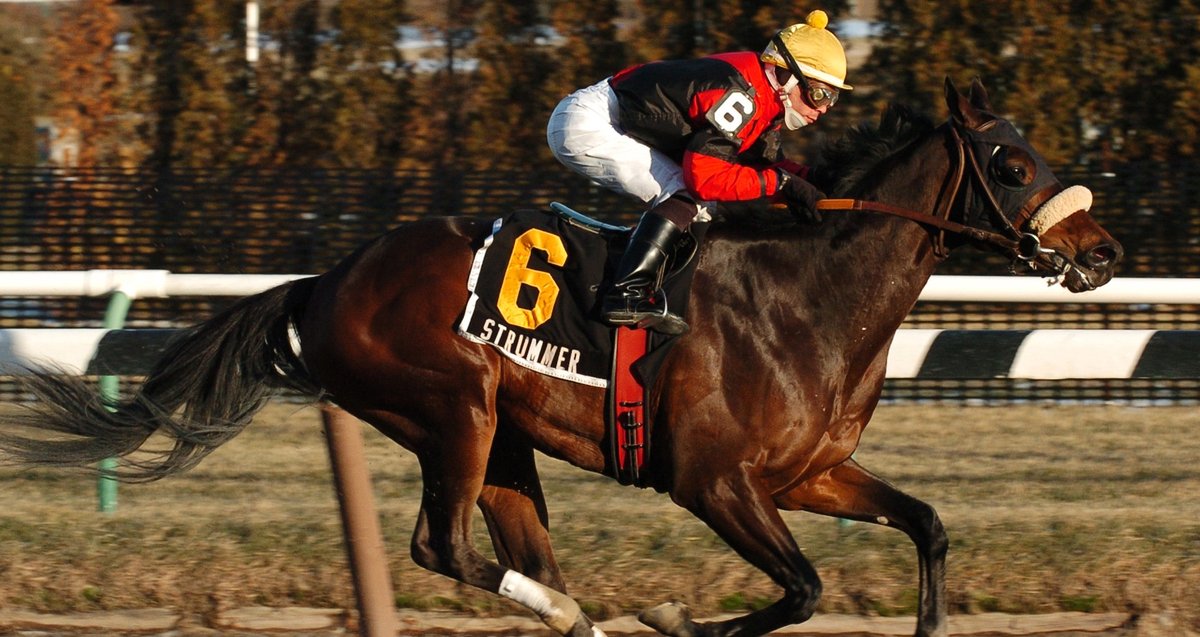 Stakes-winner Strummer thriving as ambassador for retired racehorses ...