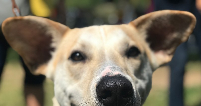 NYRA hosts Dog Adoption Clinic at Saratoga Race Course | Saratoga