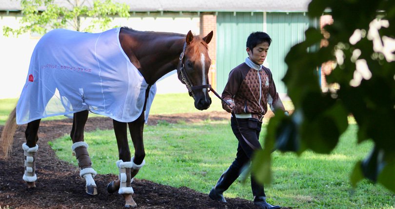 Master Fencer training forwardly ahead of G1 Belmont | Belmont Park