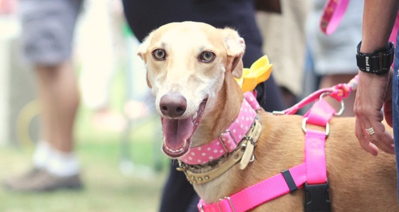 NYRA to host Virtual Dog Adoption Series during 2020 meet at Saratoga ...
